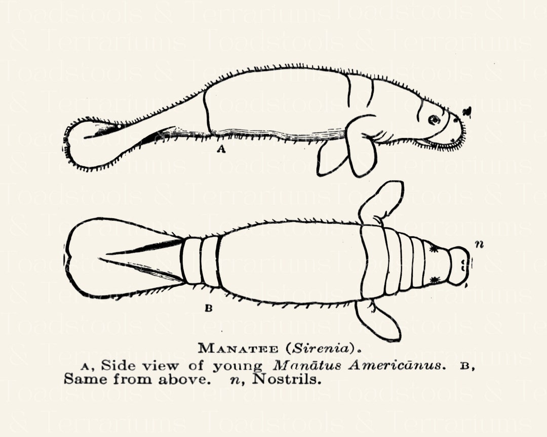 Vintage Manatee Illustration - From 1919 - DIGITAL DOWNLOAD for ...