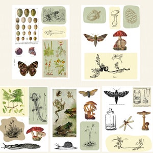 Goblincore Digital Ephemera Collection Antique Nature Illustrations ...
