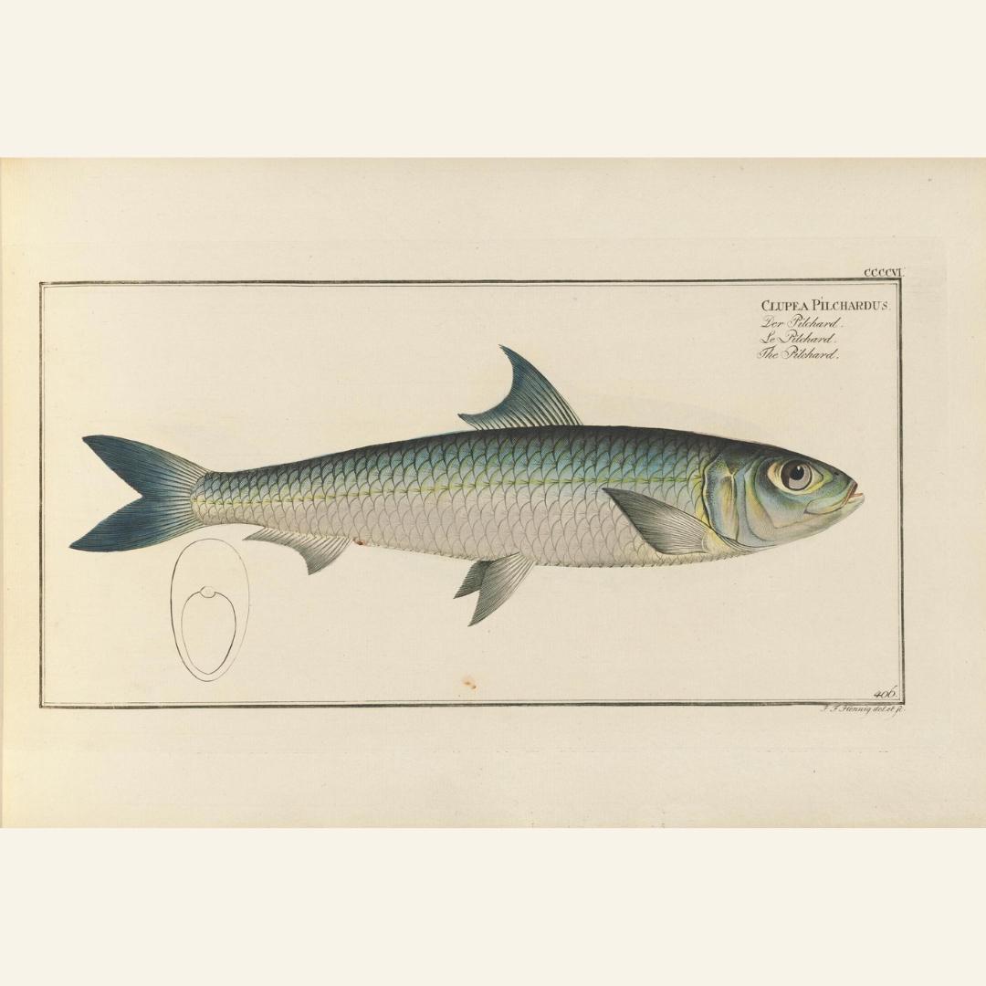 Vintage Sardine Illustration - Color & Black and White | Digital ...