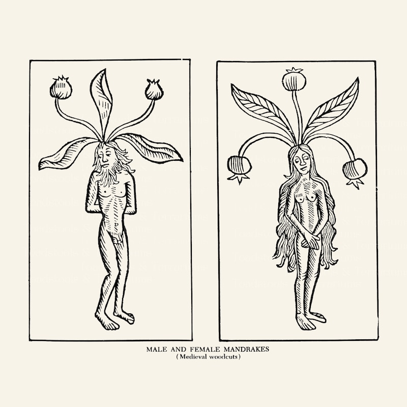 Mandrake Illustration - Etsy