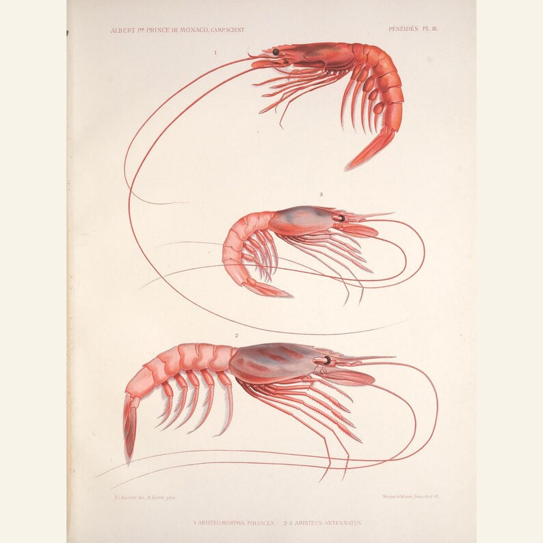 Antique Shrimp Illustration (1889) | Digital Download - Etsy