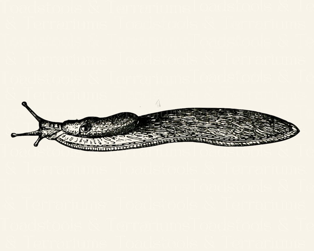Vintage Slug Illustration DIGITAL DOWNLOAD for Printing and Crafts - Etsy