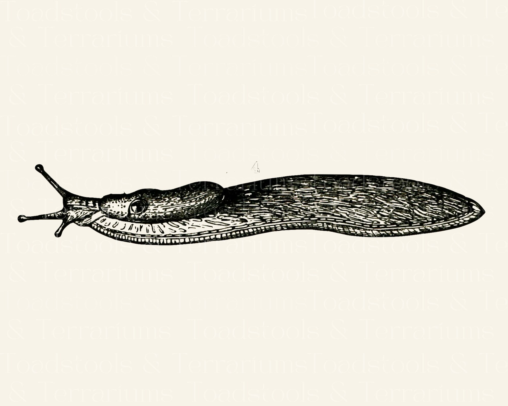 Vintage Slug Illustration DIGITAL DOWNLOAD for Printing and Crafts - Etsy