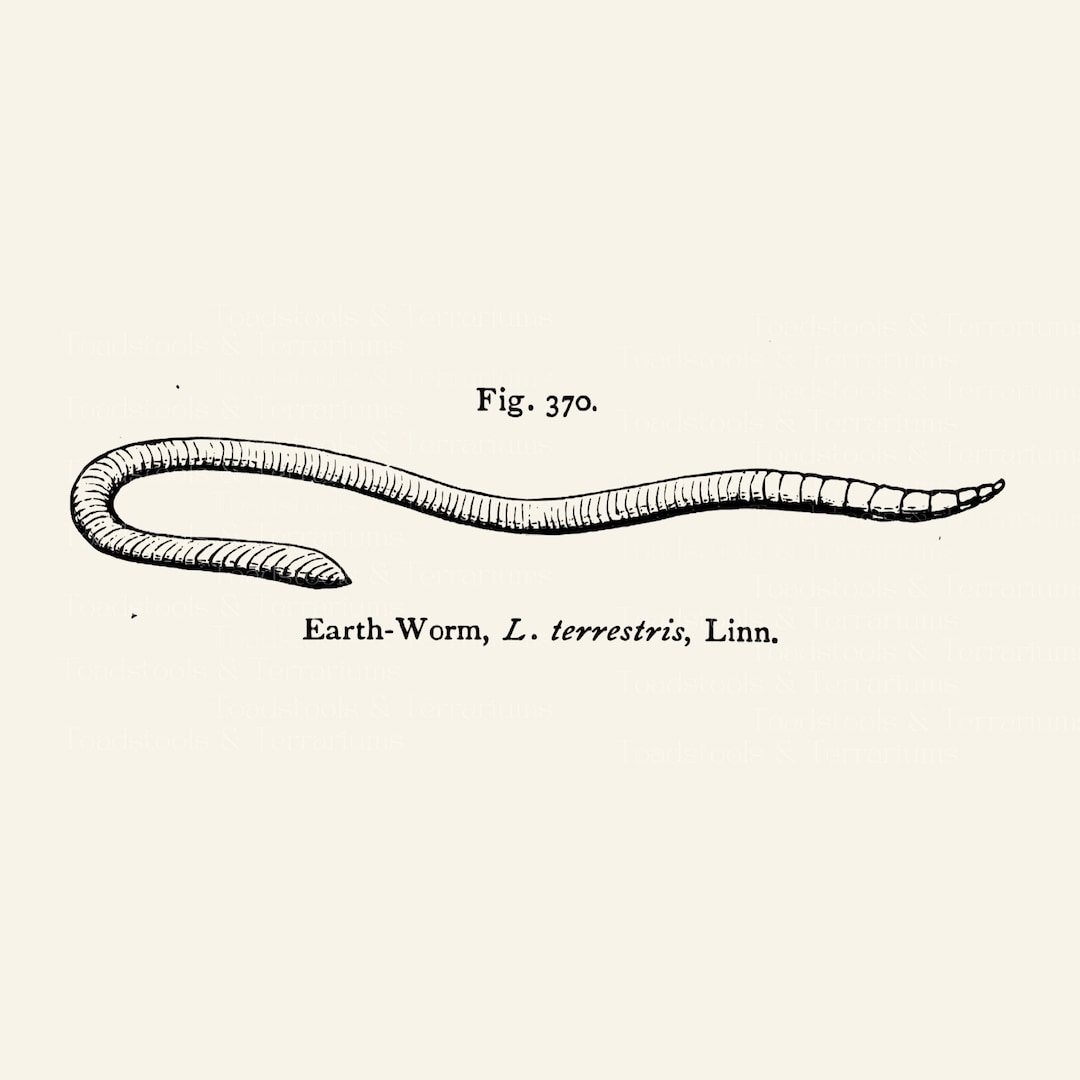 Vintage Earthworm Book Illustration - Digital Download for Tattoos ...