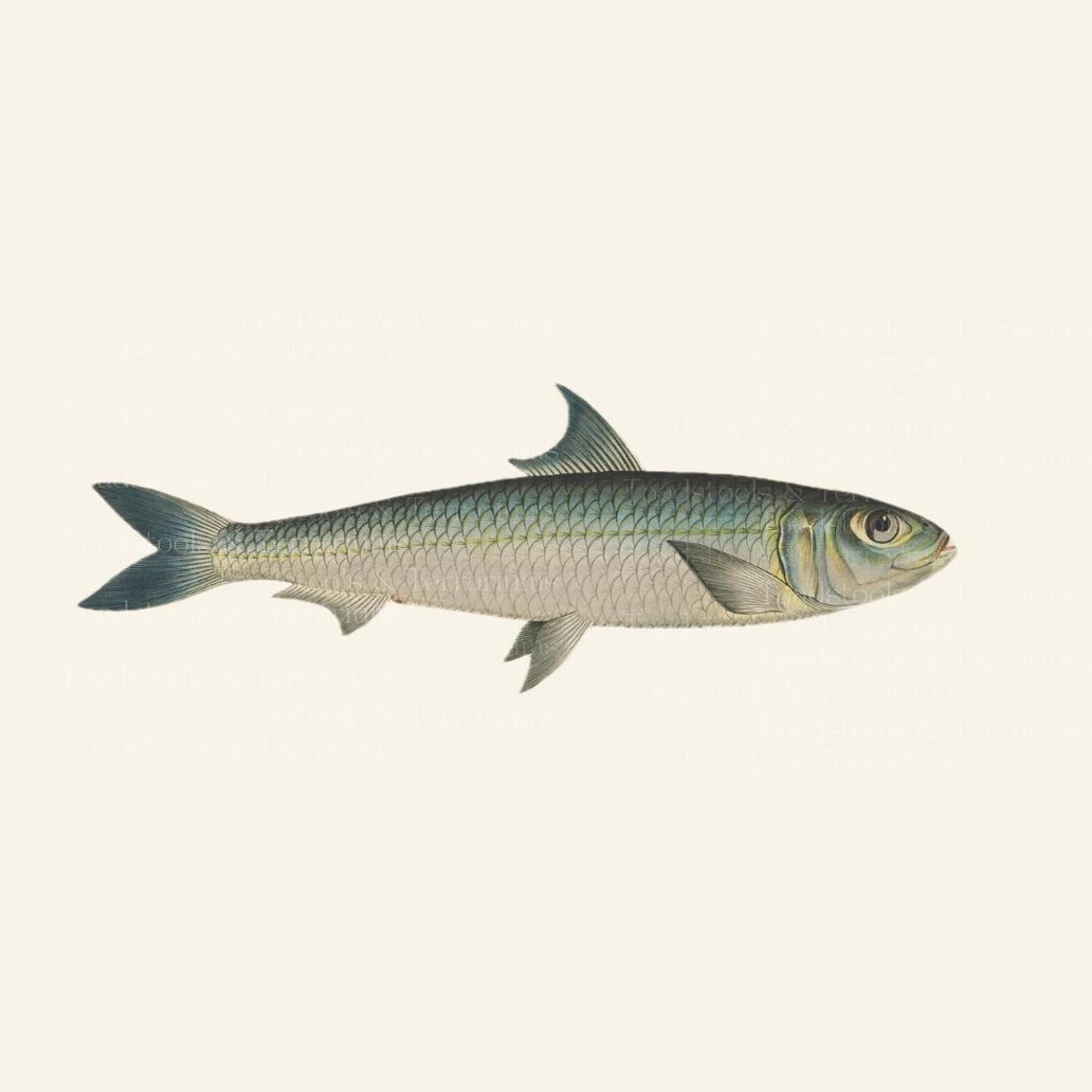 Vintage Sardine Illustration - Color & Black and White | Digital ...