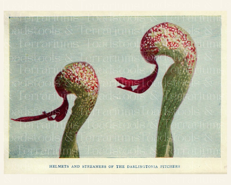 Vintage Pitcher Plants - Carnivorous Plants Illustrations - From 1918 ...