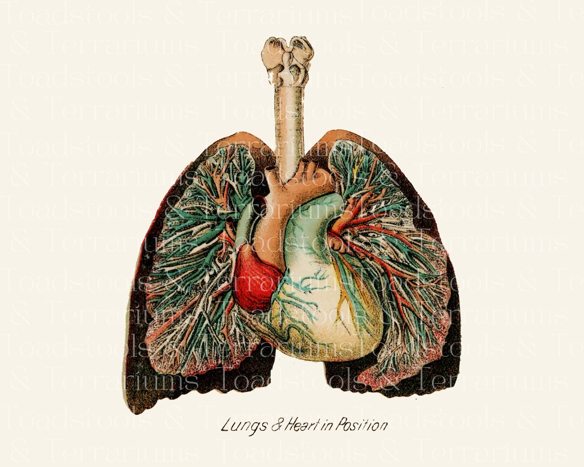 Organs Anatomy Vintage Illustration From 1905 DIGITAL DOWNLOAD for ...