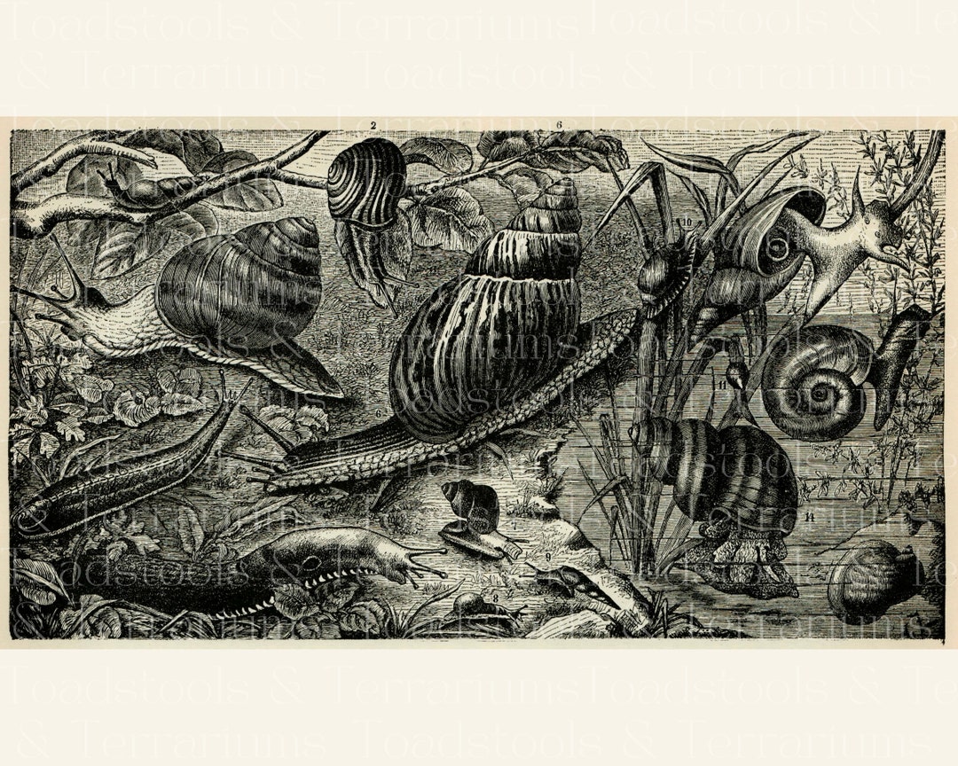 Vintage Snails Illustration Snail Scene DIGITAL DOWNLOAD for Printing ...