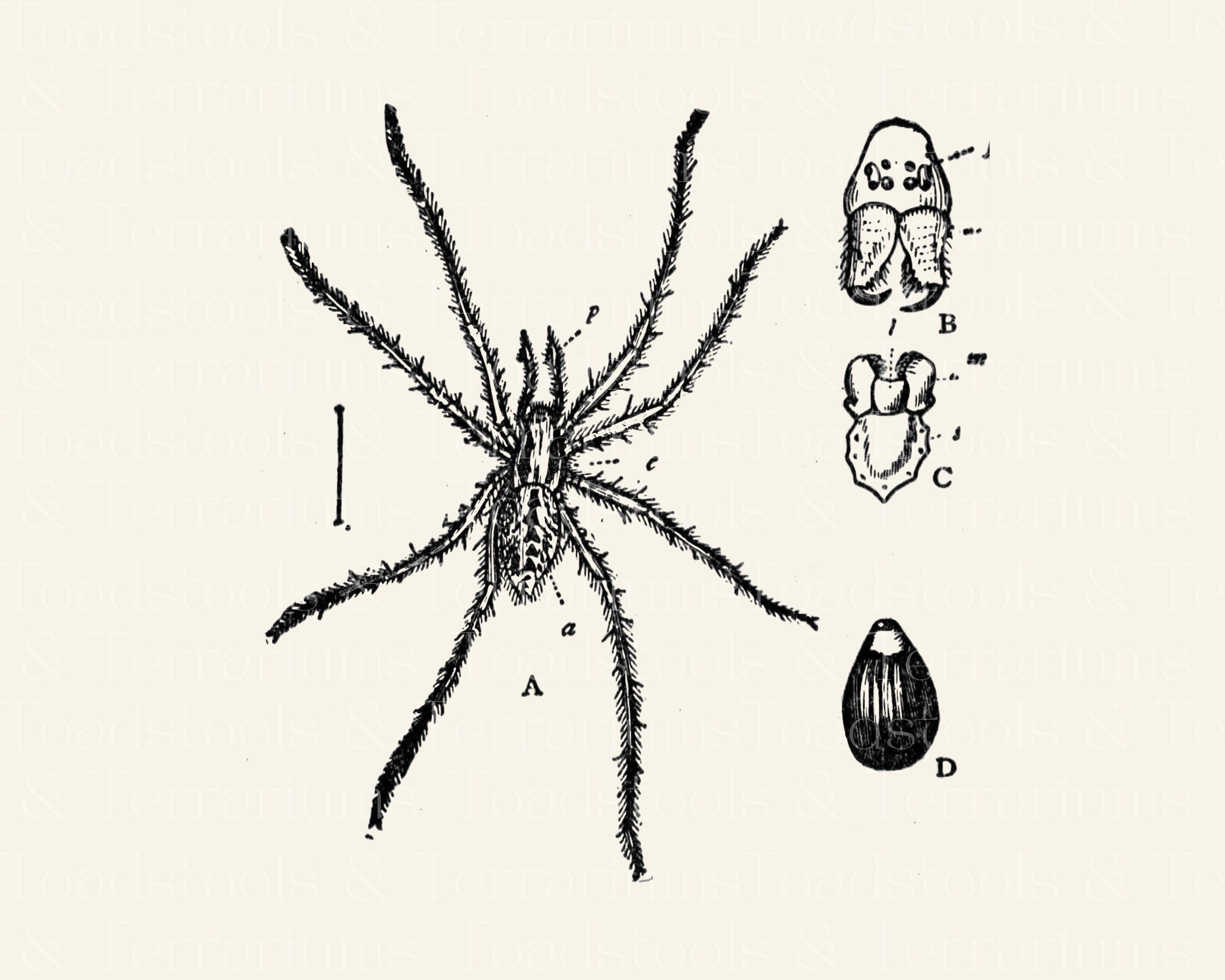 Vintage Spider Illustration From 1919 DIGITAL DOWNLOAD for - Etsy