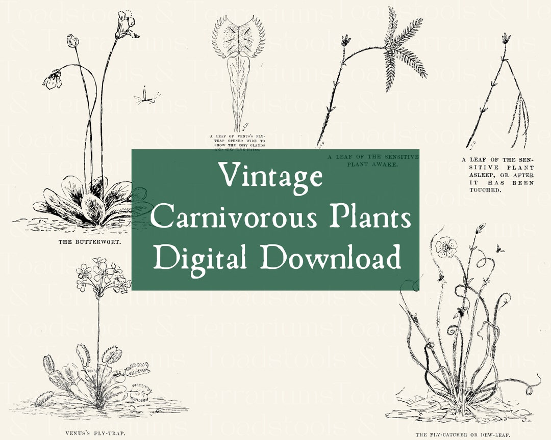 Carnivorous Plants Vintage Illustration Bundle - From 1918 - DIGITAL ...