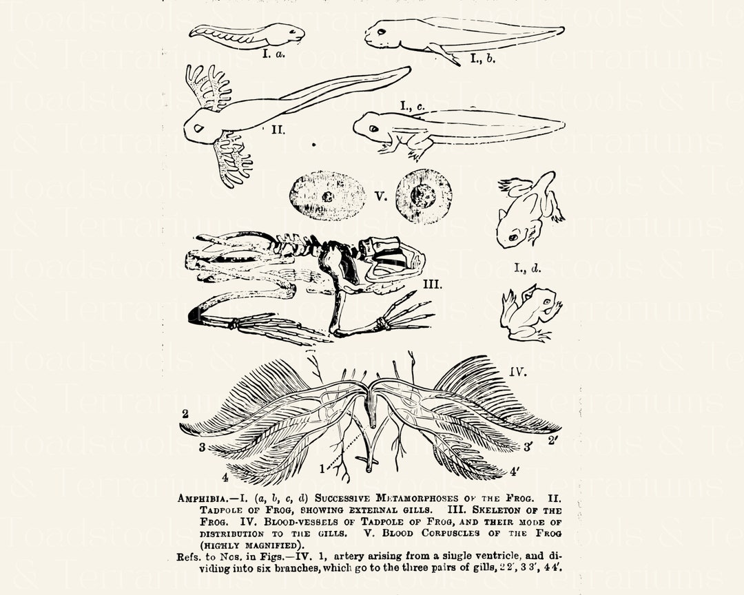 Antique Frog Life Cycle and Anatomy Diagram - From 1919 - DIGITAL ...