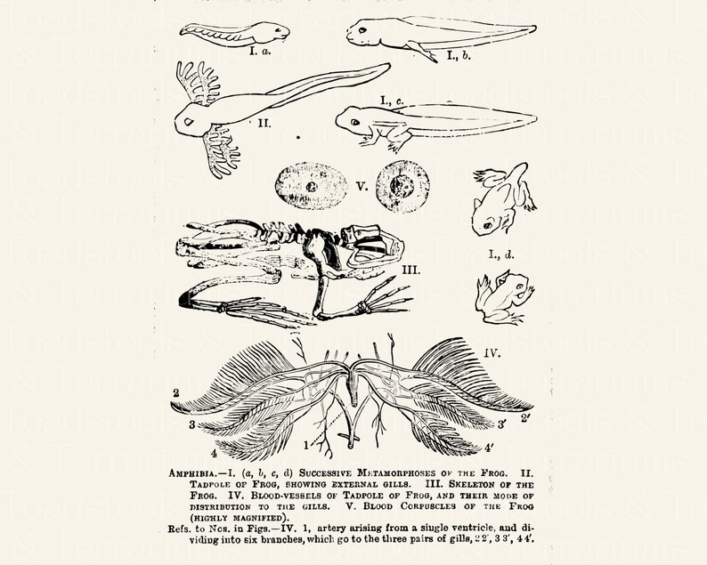 Antique Frog Life Cycle and Anatomy Diagram - From 1919 - DIGITAL ...
