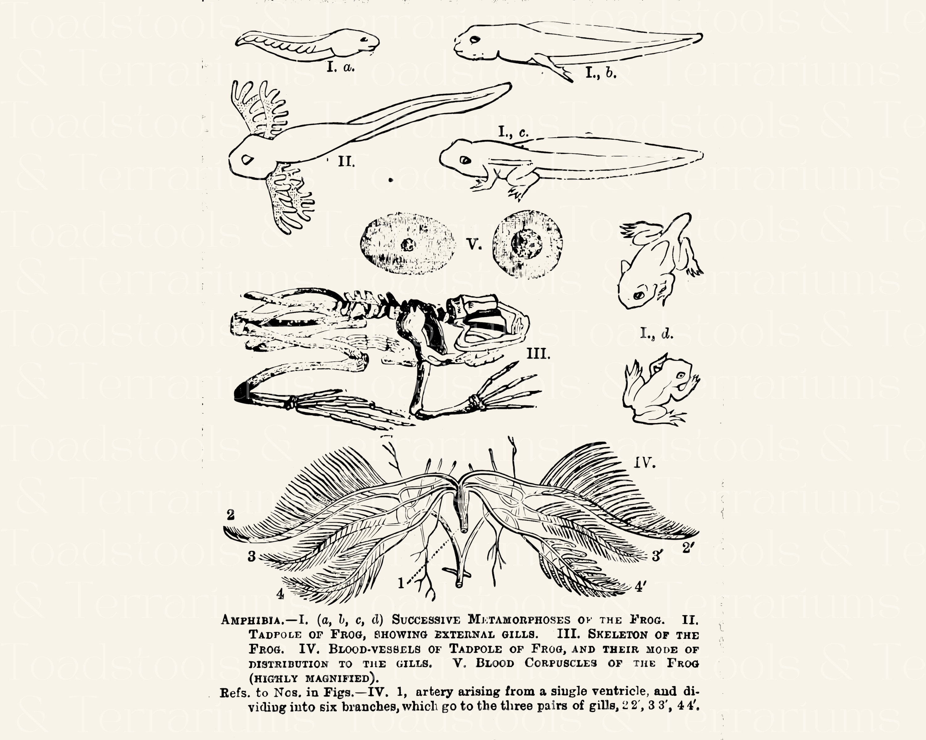 Diagrama De Anatomía De La Rana