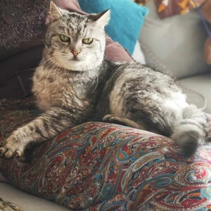 Refrigerator Magnet, Kitchen Decoration, Portrait of a Beloved Cat - Etsy