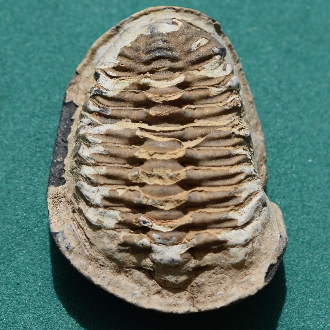 Trilobite Fossil Tail With Exceptional Fossilization Bolivia Devonian ...