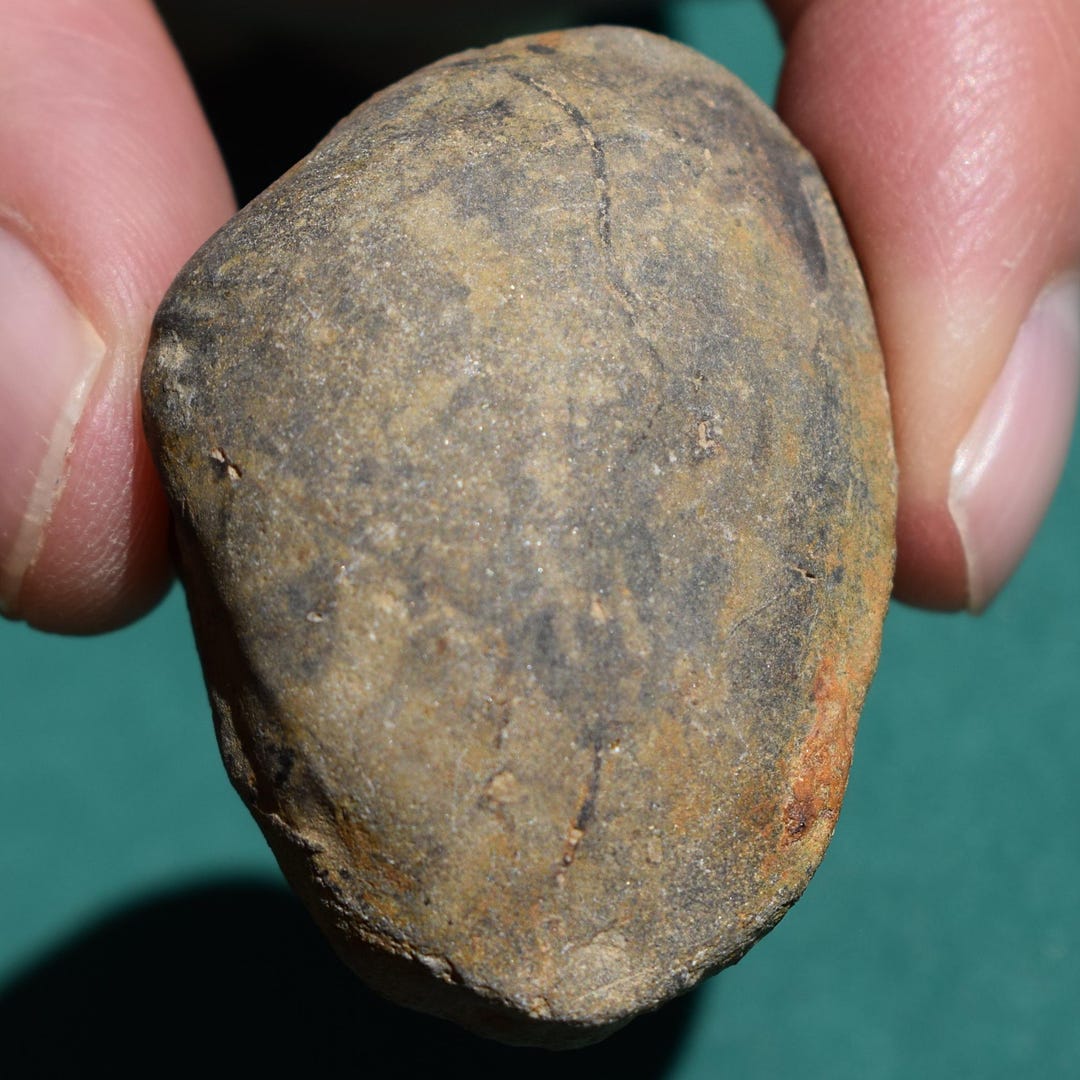 Bivalve Fossil Shell Fossilized in Three Dimensions Bolivia Devonian - Etsy