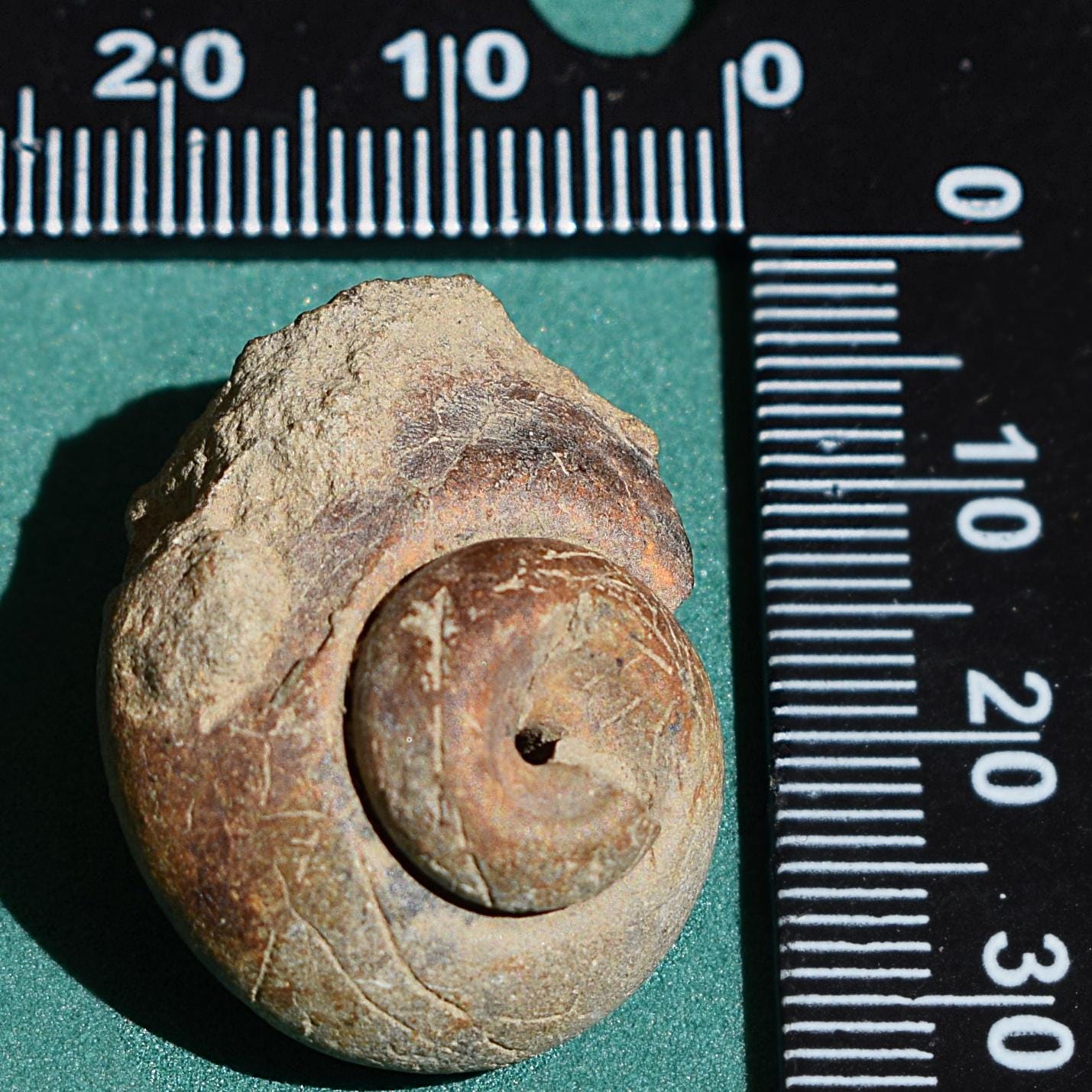 Gastropod Fossil / Snail / Mollusk Shell / Devonian Specimen ...