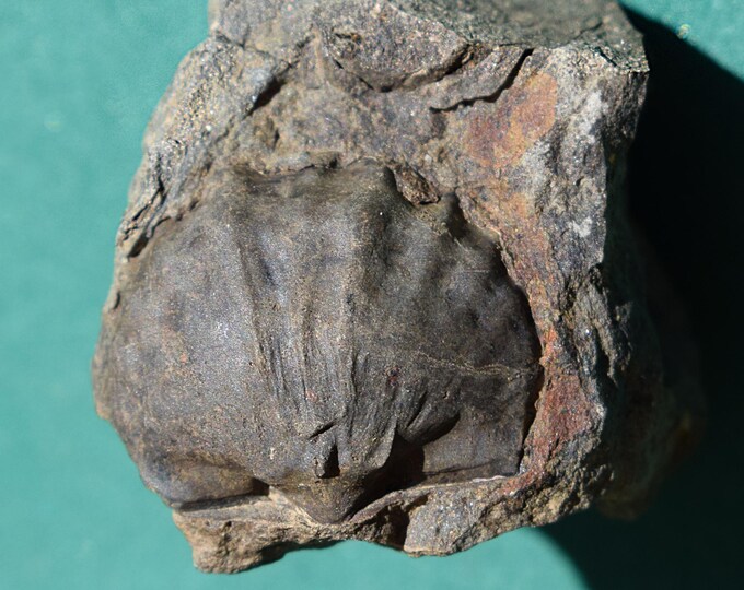 Brachiopod Fossil / Clam / Mollusk Shell / Devonian Specimen / Fossil ...