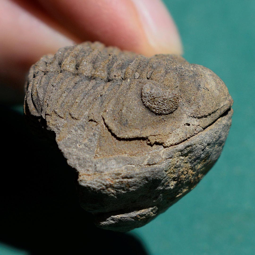 Antique Trilobite Fossil Gift for Him - Unique Paleontology Present - Etsy