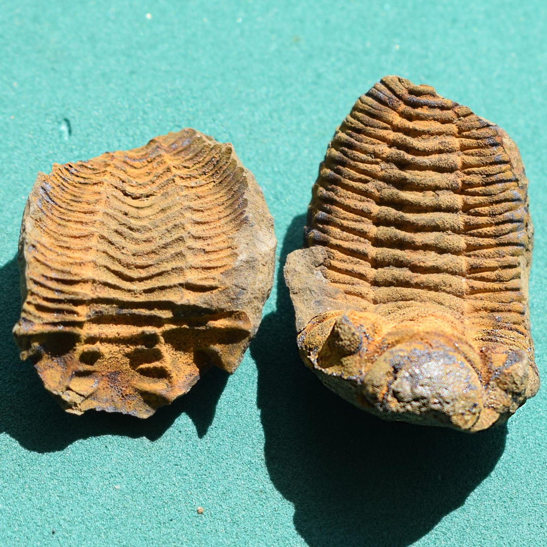 Trilobite / Devonian Fossil Specimen / Eldredgeia Venustus / Bolivia ...
