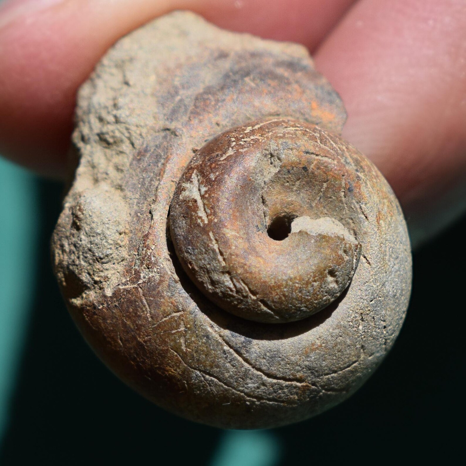 Gastropod Fossil / Snail / Mollusk Shell / Devonian Specimen ...