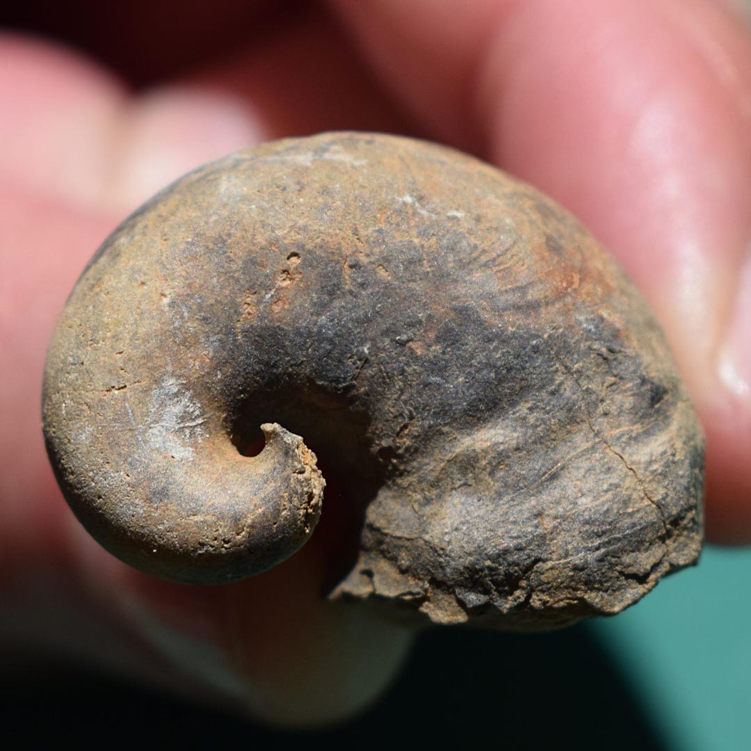 Gastropod Fossil / Snail / Mollusk Shell / Devonian Specimen ...