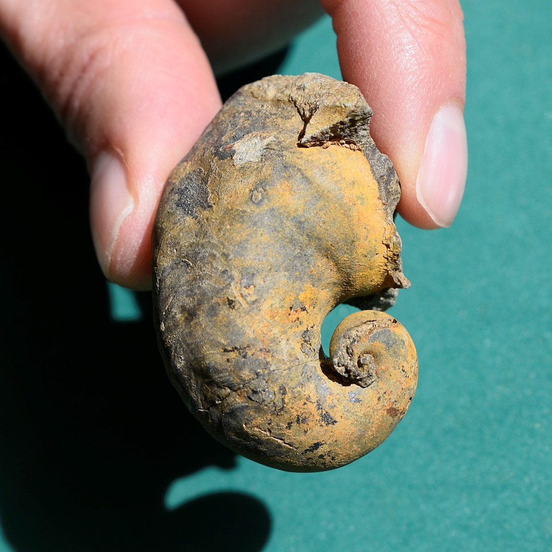 Devonian Gastropod Fossil Snail • Authentic Bolivia Fossil • Ancient ...
