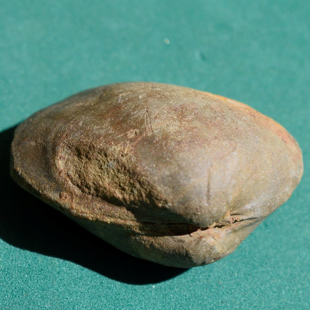 Natural Bivalve Fossil | Genuine Prehistoric Shell | Ancient Sea ...