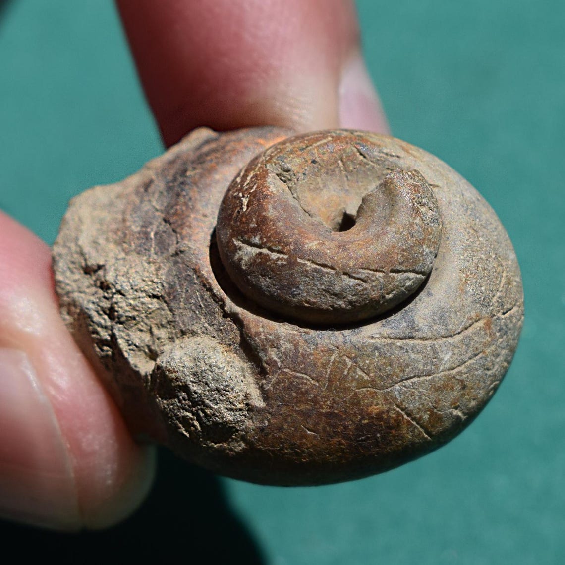 Gastropod Fossil / Snail / Mollusk Shell / Devonian Specimen ...