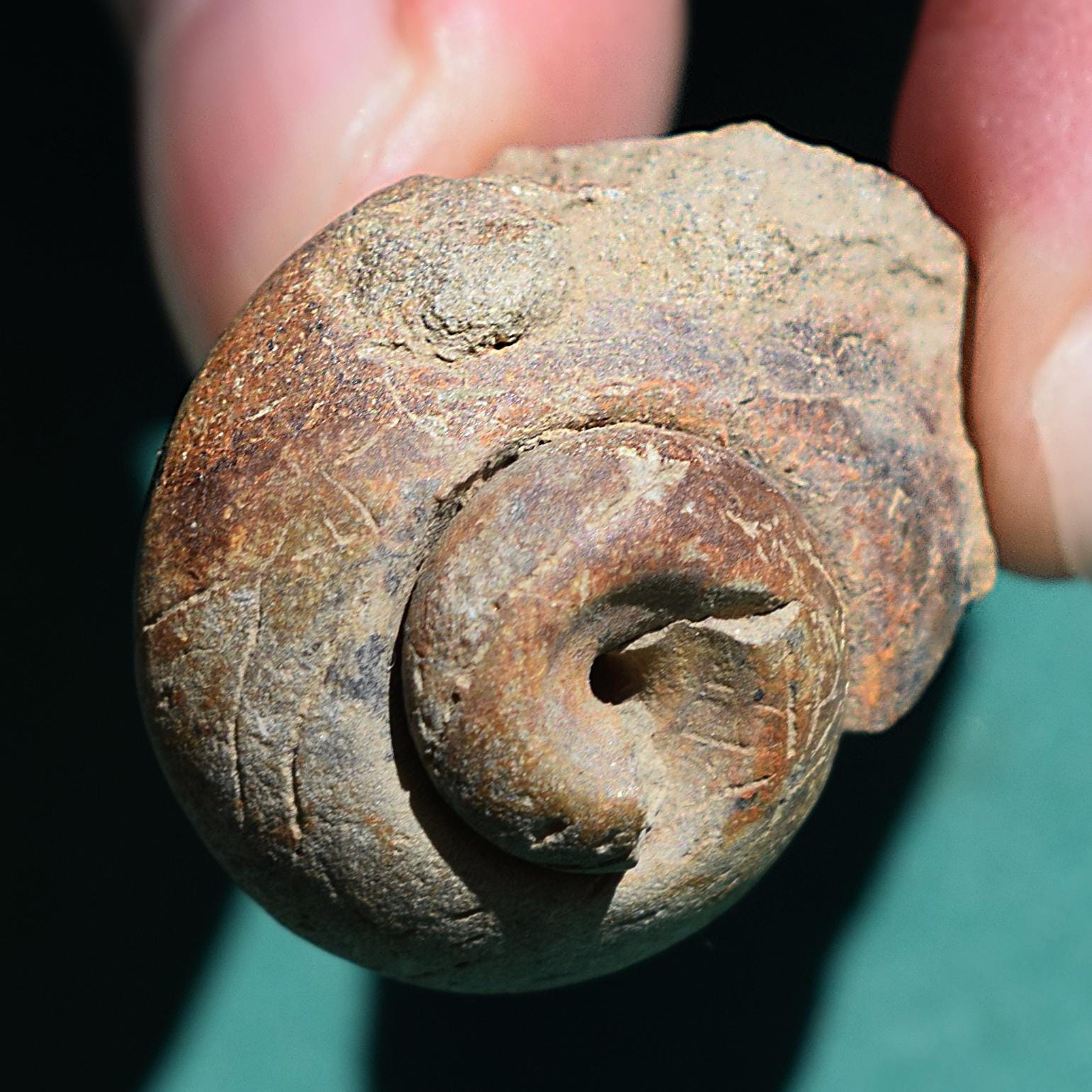 Gastropod Fossil / Snail / Mollusk Shell / Devonian Specimen ...