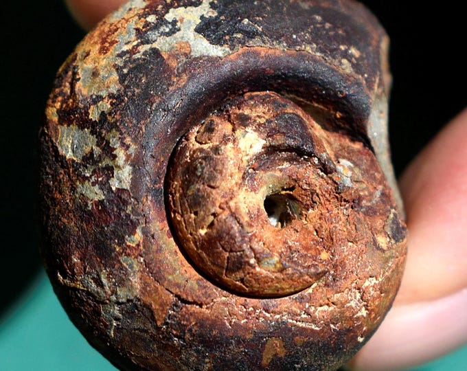 Gastropod Fossil / Snail / Mollusk Shell / Devonian Specimen ...