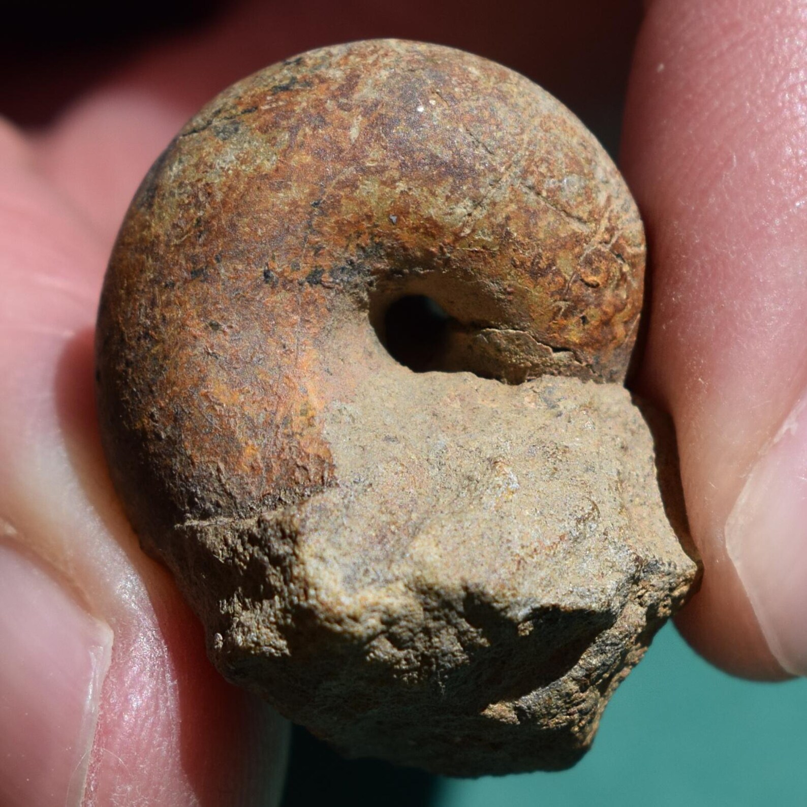 Gastropod Fossil / Snail / Mollusk Shell / Devonian Specimen ...