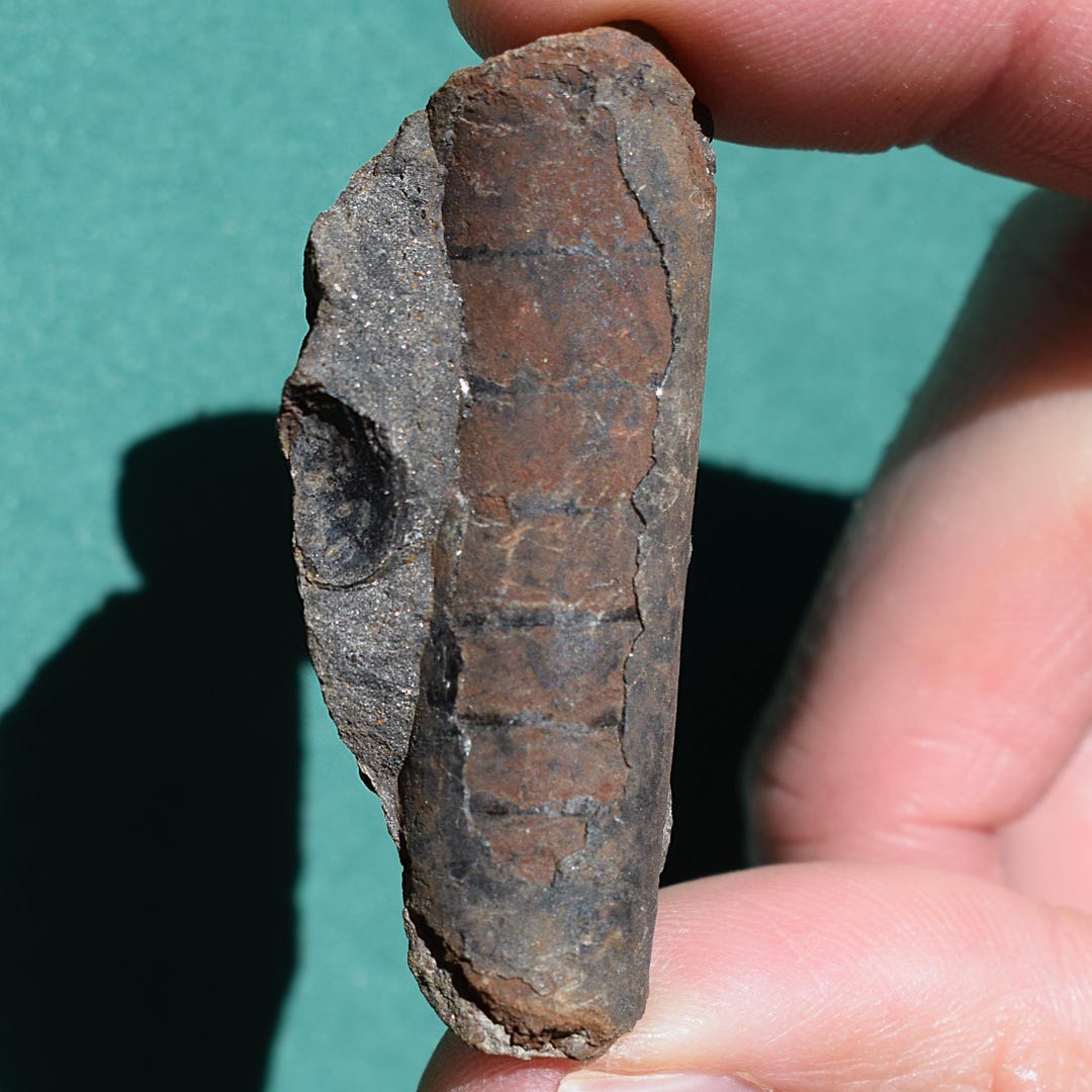 Belemnite Fossil / Devonian Cephalopod / Mollusk / Nautilus ...