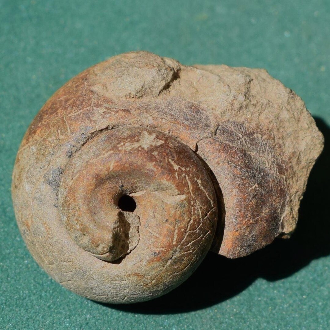 Gastropod Fossil / Snail / Mollusk Shell / Devonian Specimen ...