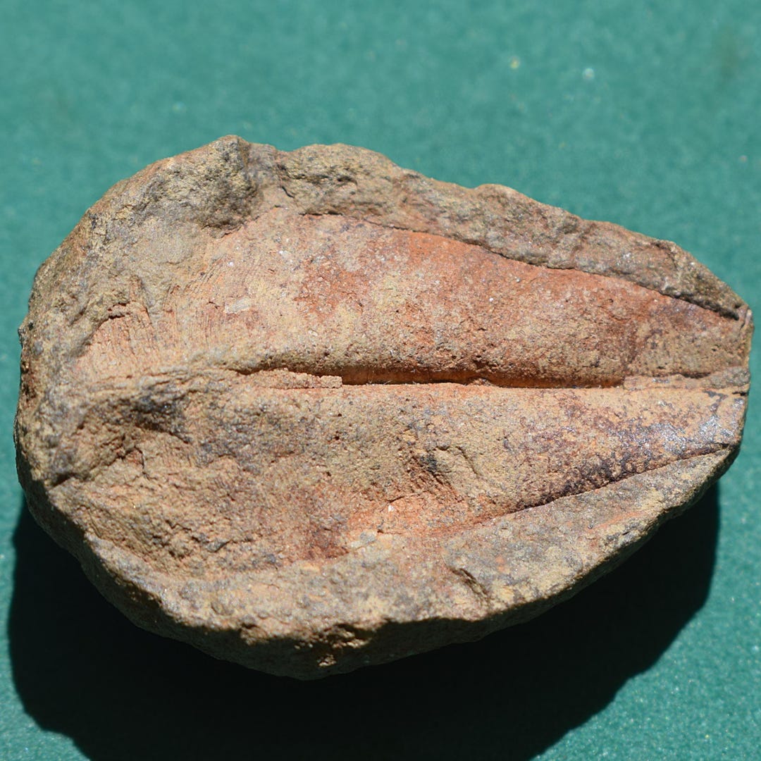 Fossil: Bolivia Devonian Conulariid Fossil - Etsy