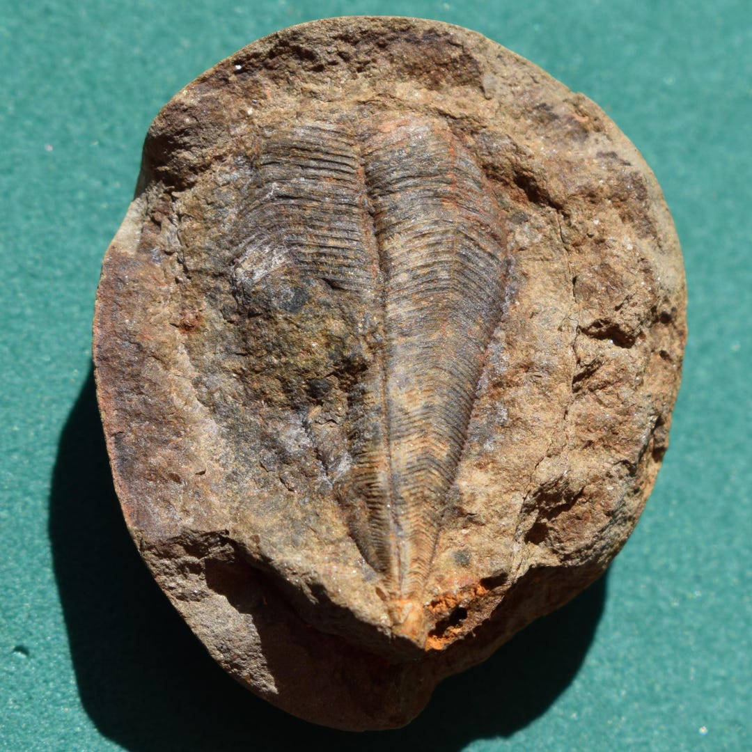Conulariid Fossil / Devonian Fossils Specimen / Conularia Kozlowskii ...