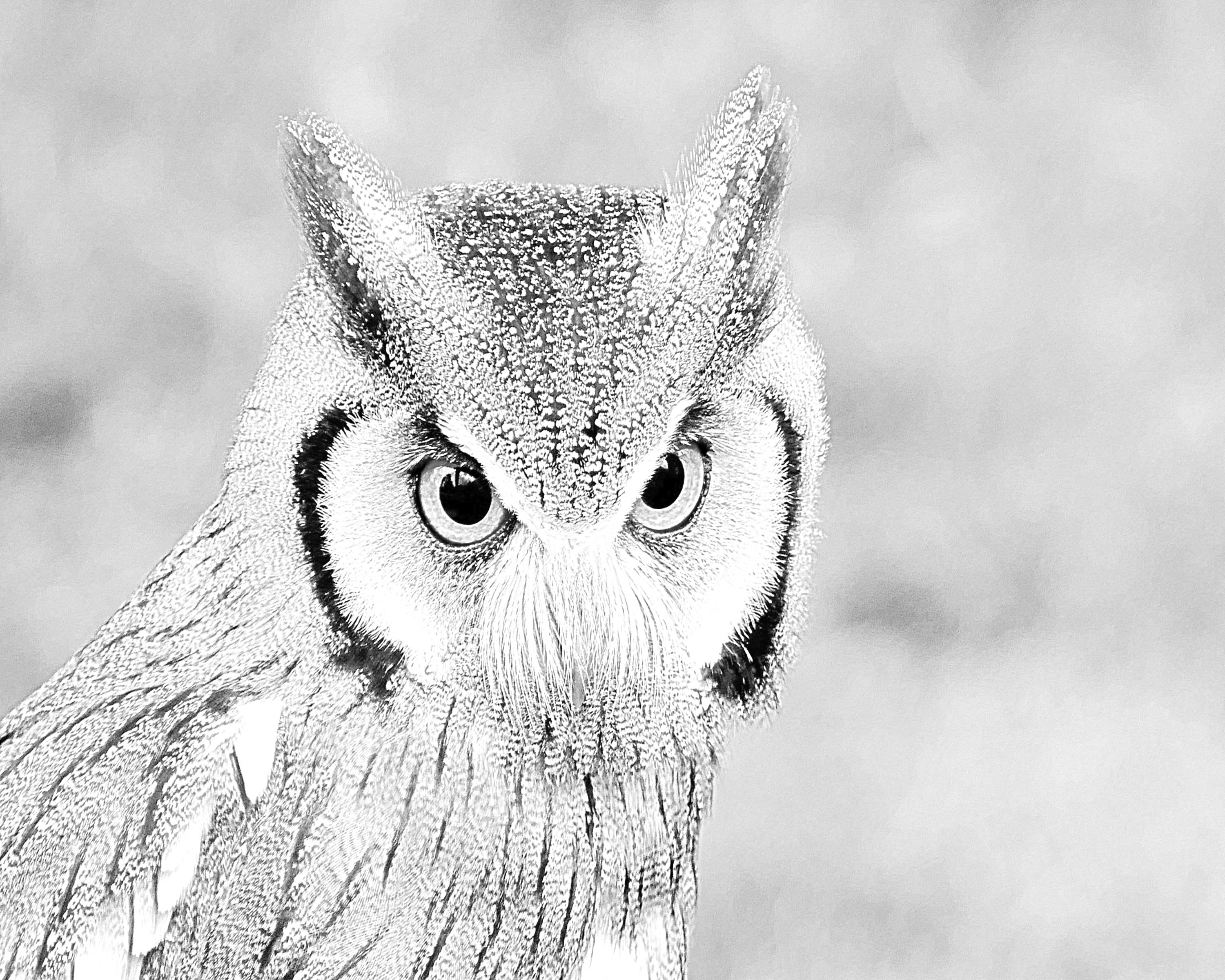 3 Grayscale Coloring Pages 8 X 10 Digital Download 3 Grayscale - Etsy