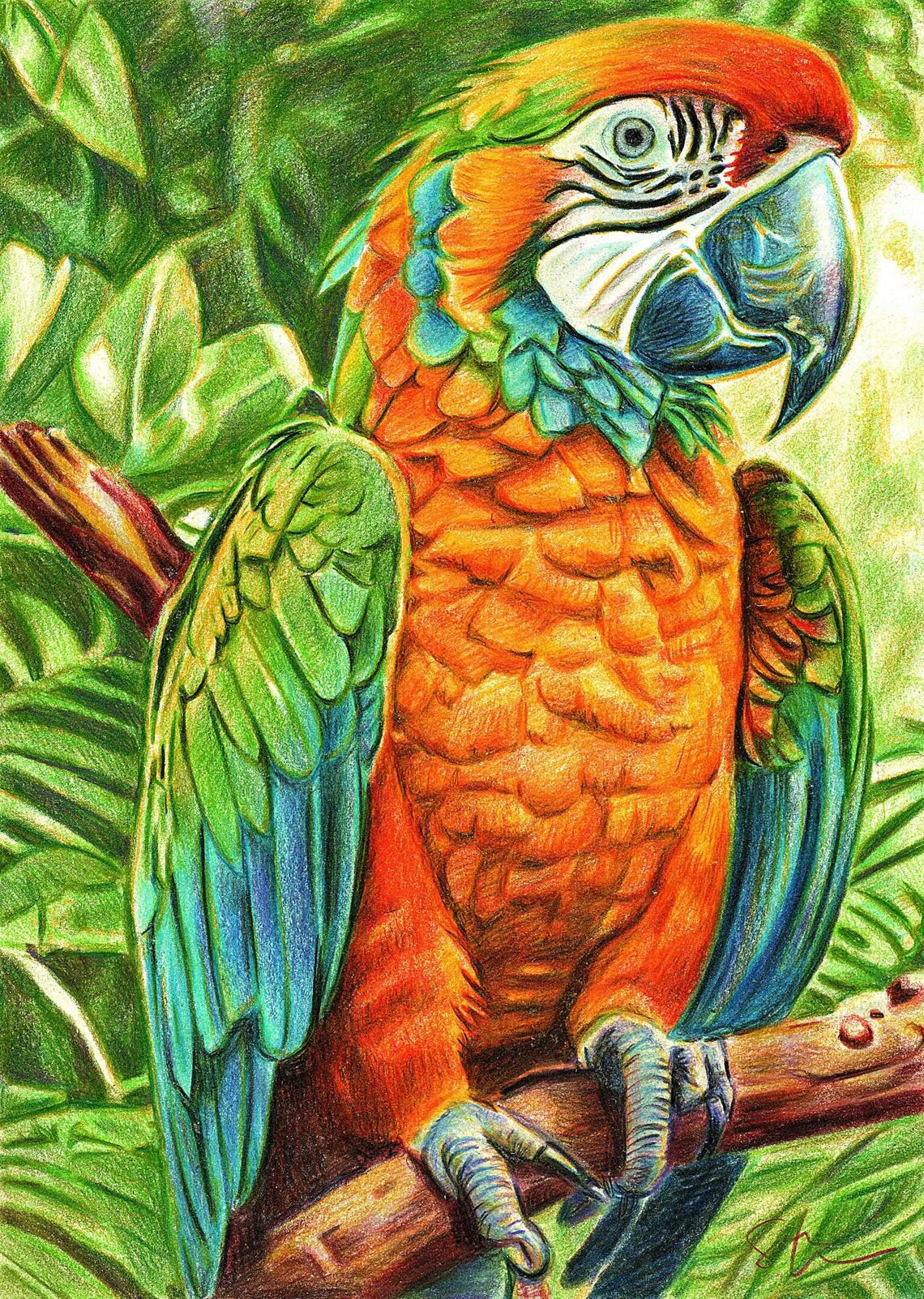 A4 Original Coloured Pencil Drawing of a Parrot Using Derwent ...