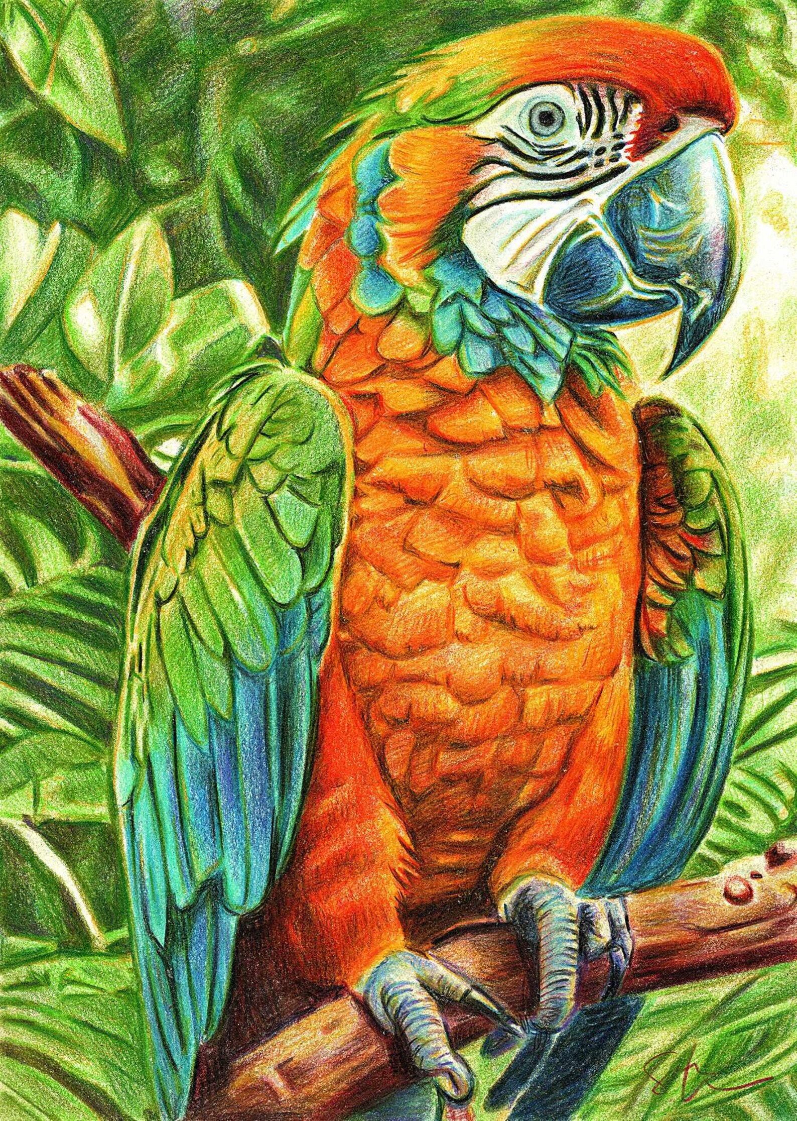 A4 Original Coloured Pencil Drawing of a Parrot Using Derwent ...