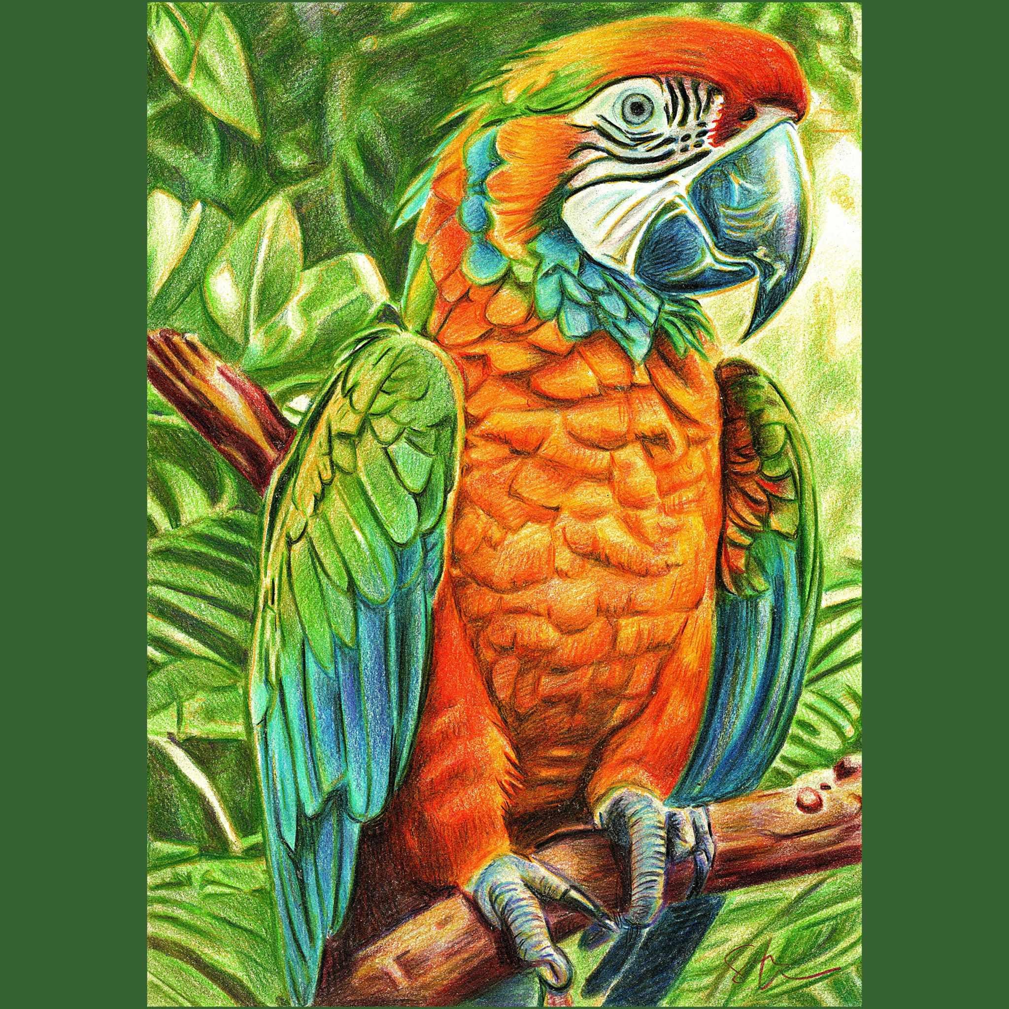 A4 Original Coloured Pencil Drawing of a Parrot Using Derwent ...
