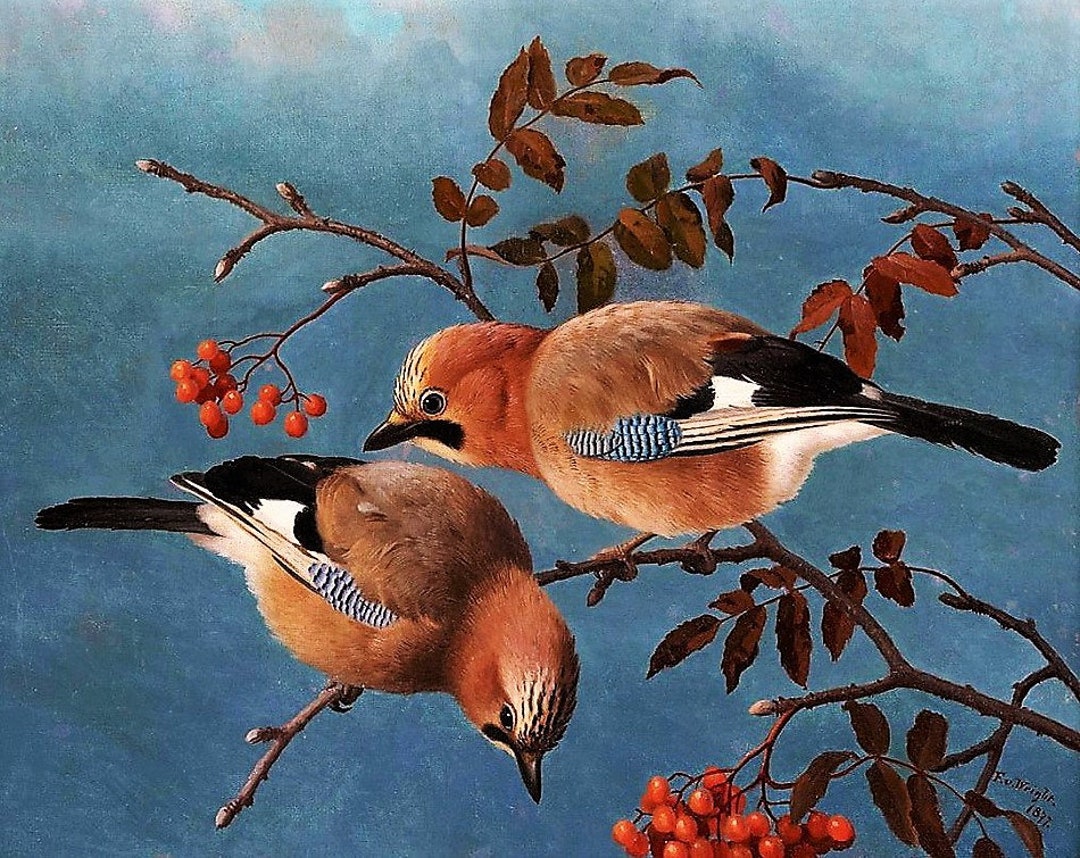 Jays, Cross Stitch Pattern. Counted Cross Stitch, Hand Embroidery ...