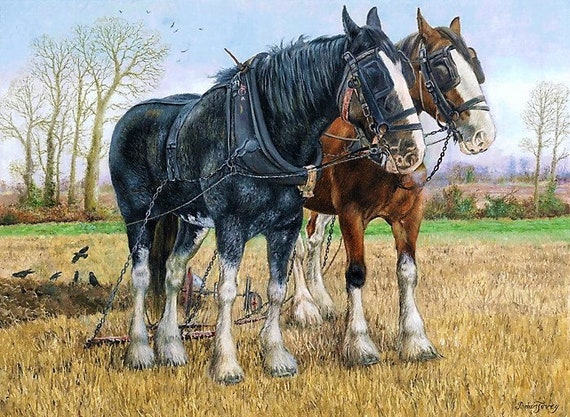 Shire Horses Cross