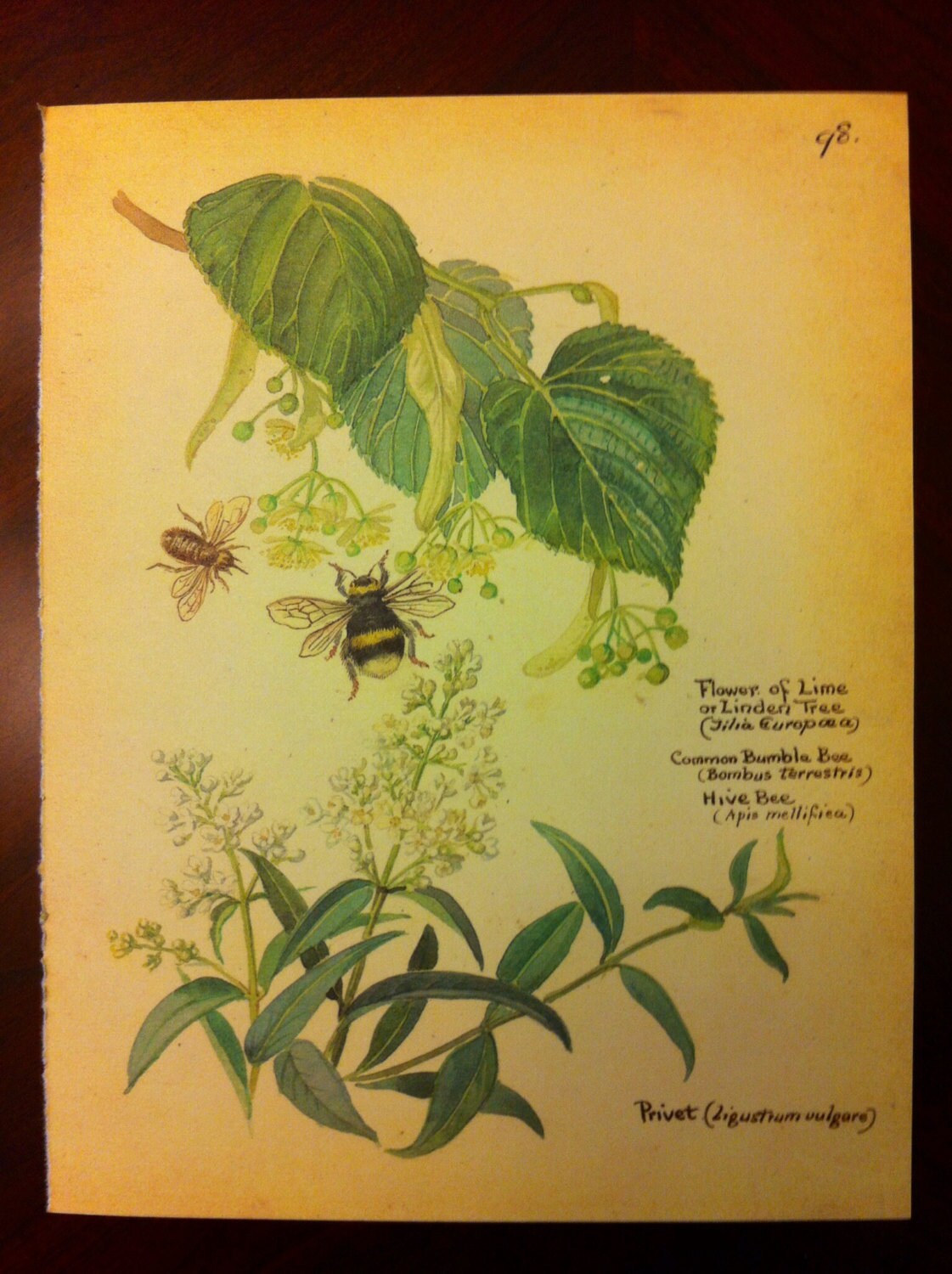 Vintage Book Plate Country Diary of an Edwardian Lady English Cottage ...