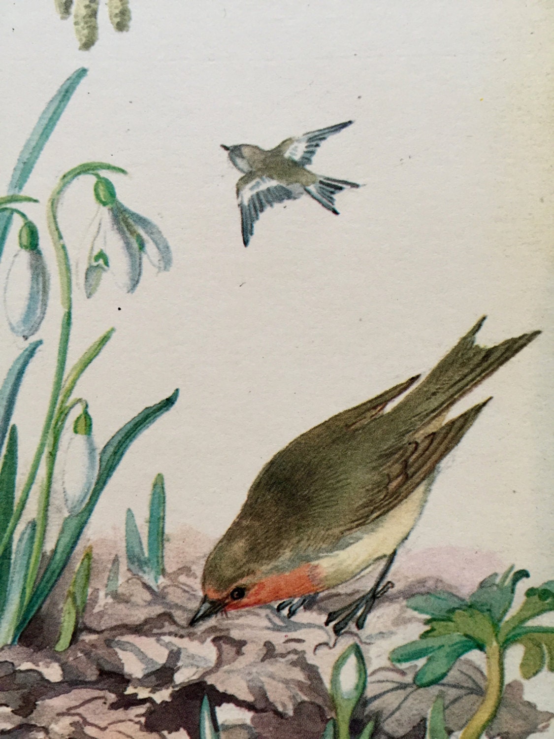 Vintage Book Plate February Country Diary of an Edwardian - Etsy