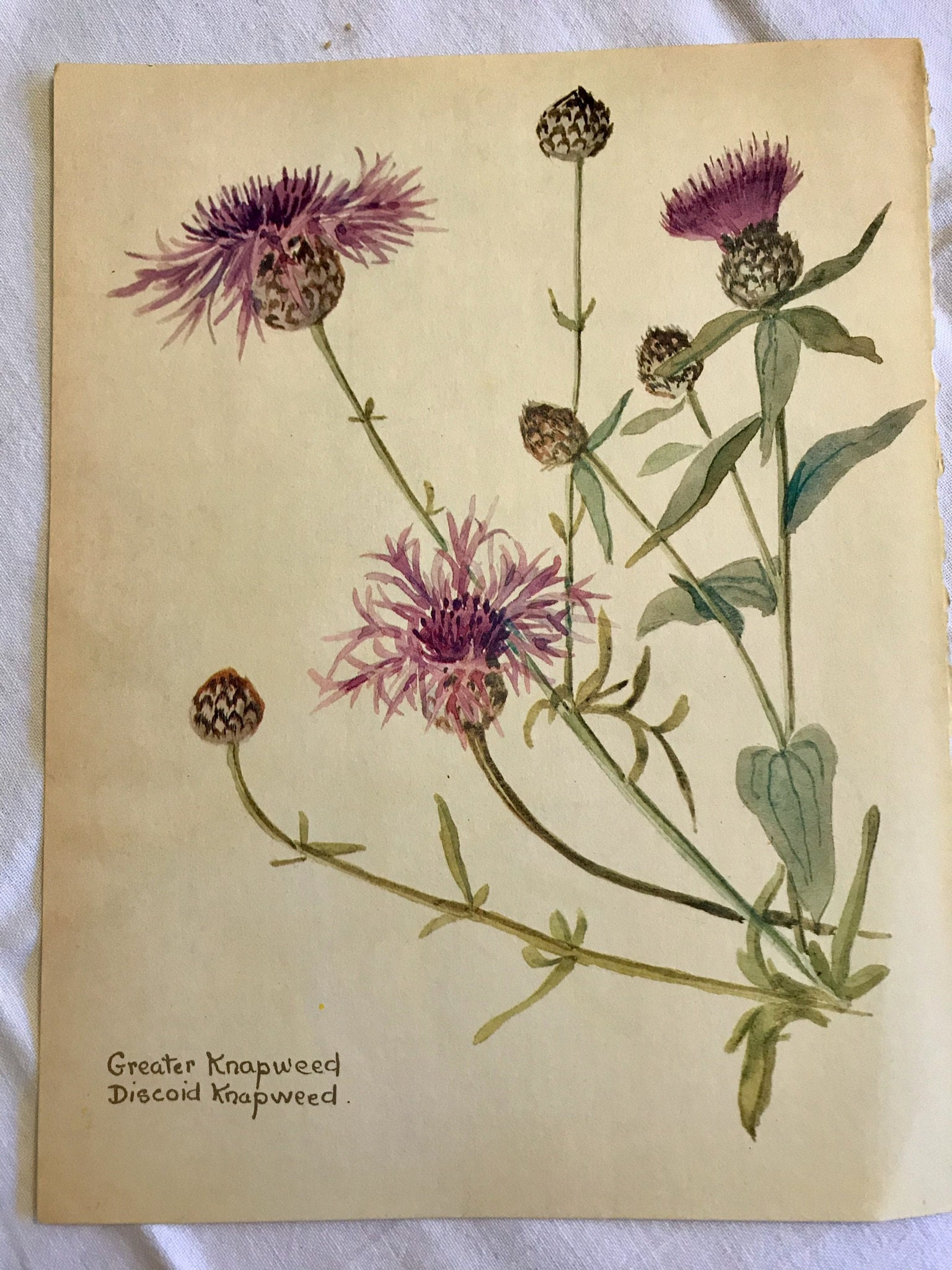 Vintage Botanical Book Plate - Thistle -country Diary of an Edwardian ...