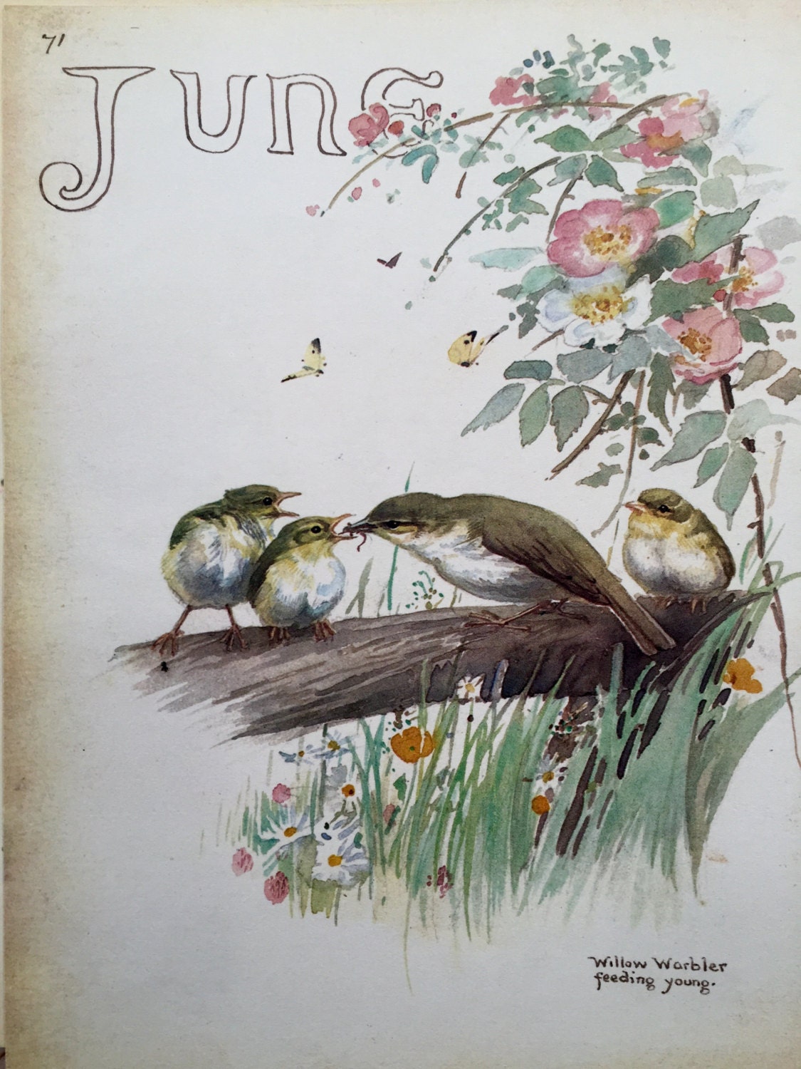 Vintage Book Plate Month of June Country Diary of an - Etsy