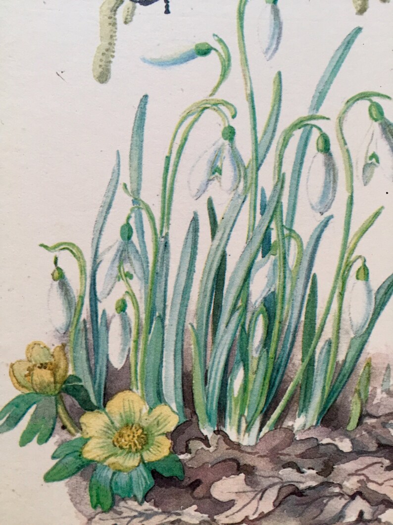 Vintage Book Plate February Country Diary of an Edwardian - Etsy