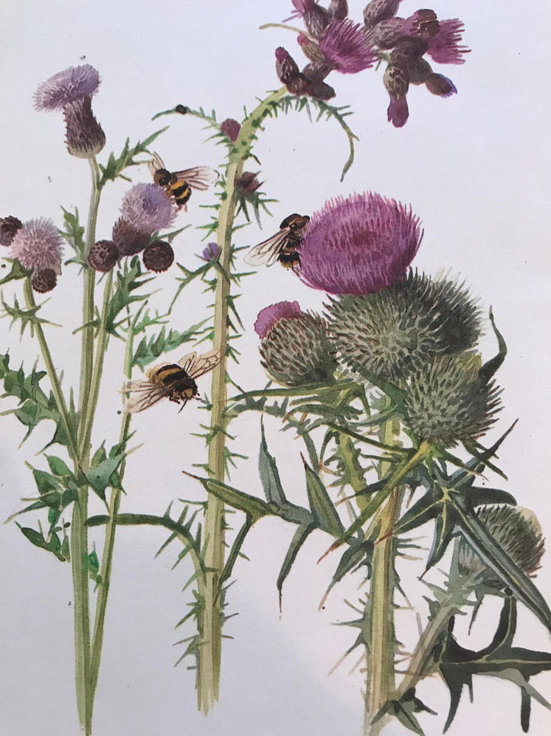 Vintage Thistle Watercolor Book Plate: Edwardian Botanical Print - Etsy