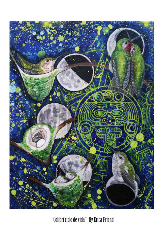 Hummingbird Life Cycle