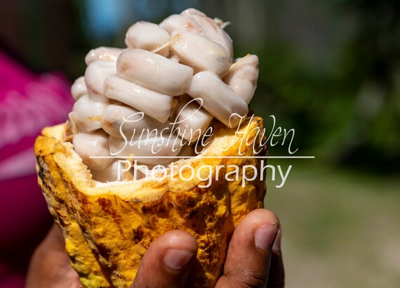 Inside Cocoa Pods